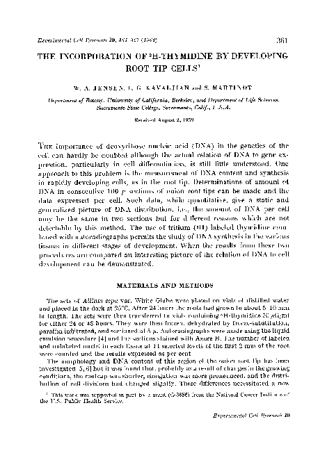(PDF) The incorporation of 3H-thymidine by developing root tip cells