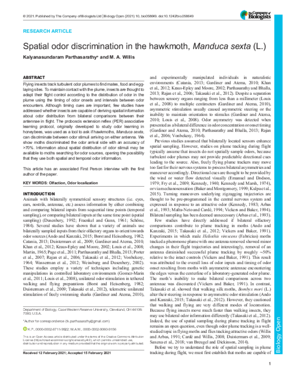 (PDF) Spatial odor discrimination in the hawkmoth, Manduca sexta (L.)