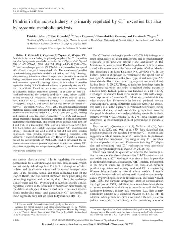(PDF) Pendrin in the mouse kidney is primarily regulated by Cl− ...