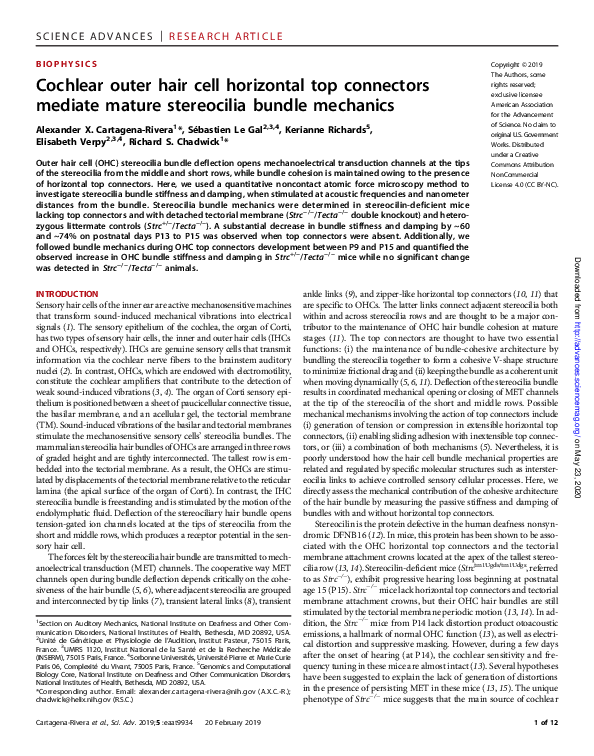 (PDF) Cochlear outer hair cell horizontal top connectors mediate mature ...
