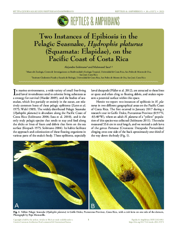 (PDF) Two cases of epibiosis in the Pelagic Seasnake, Hydrophis ...