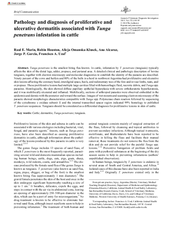 (PDF) Pathology and diagnosis of proliferative and ulcerative ...