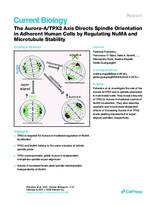 (PDF) The Aurora-A/TPX2 Axis Directs Spindle Orientation in Adherent ...