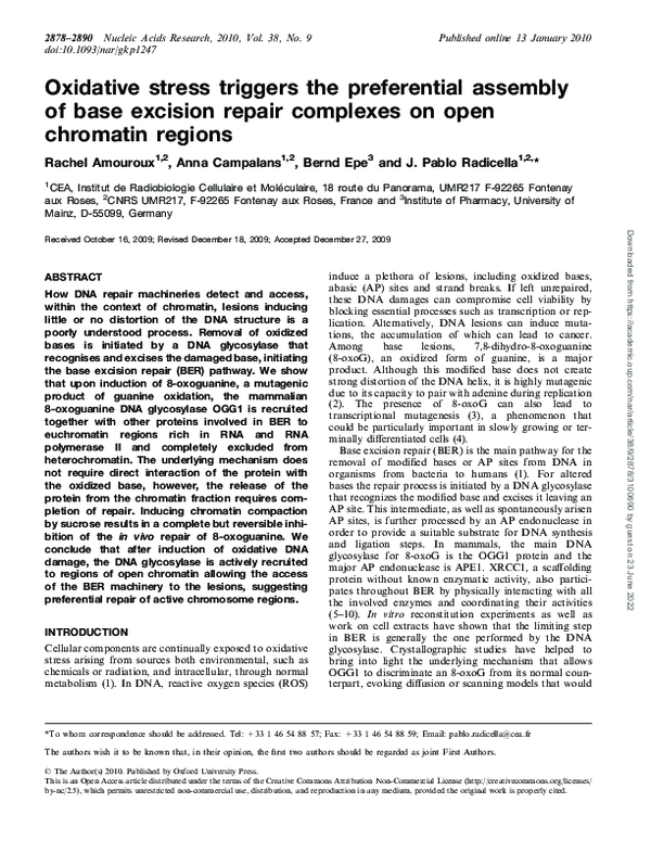 (PDF) Oxidative stress triggers the preferential assembly of base ...
