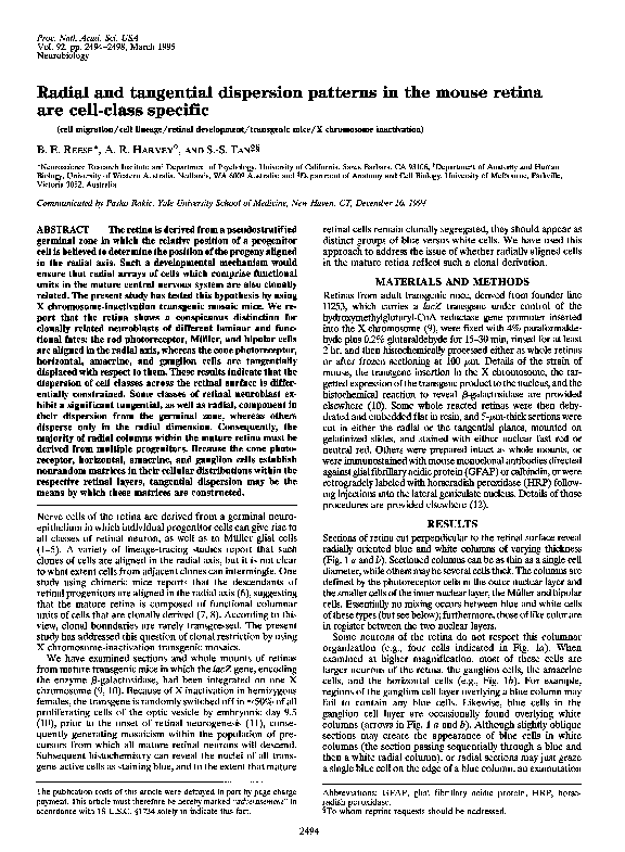 (PDF) Radial and tangential dispersion patterns in the mouse retina are ...