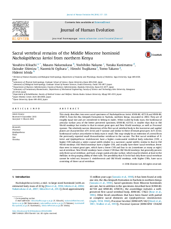 (PDF) Sacral vertebral remains of the Middle Miocene hominoid ...