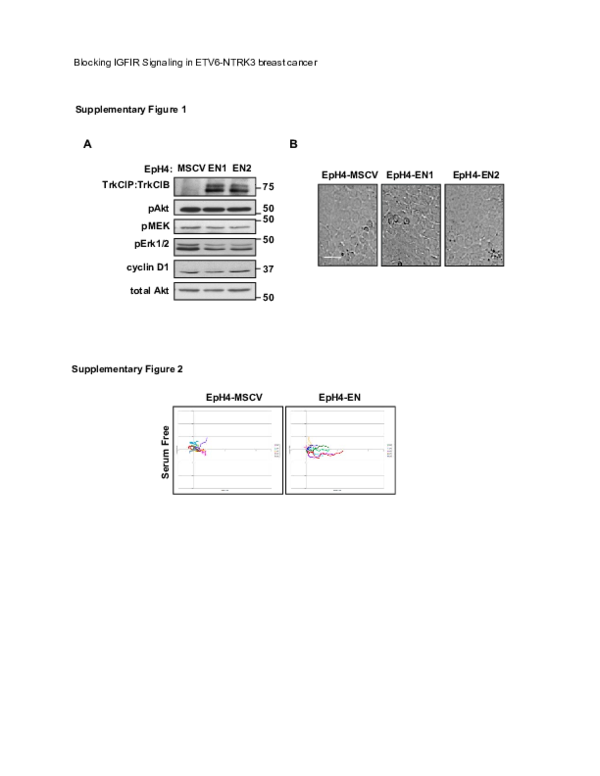 (PDF) Supplementary Figures 1-6, Table 1 from ETV6-NTRK3–Mediated ...
