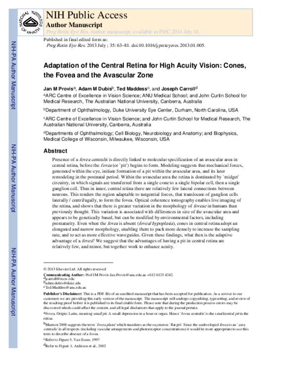 (PDF) Adaptation of the central retina for high acuity vision: Cones ...