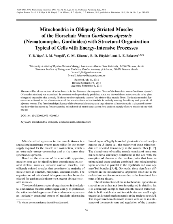 (PDF) Mitochondria in Obliquely Striated Muscles of the Horsehair Worm ...