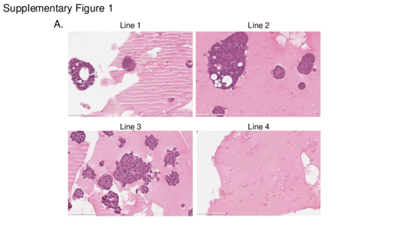(PDF) Figure S1 from Effects and Eradication of Mycoplasma ...