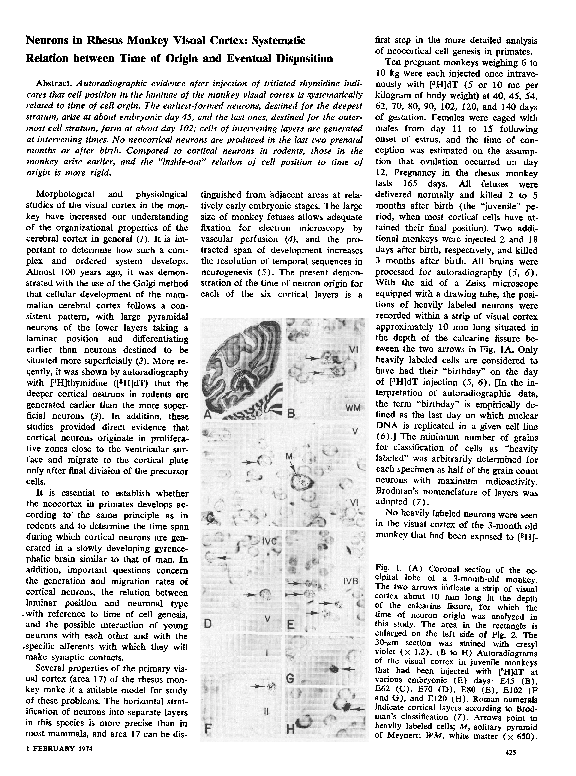 (PDF) Neurons in Rhesus Monkey Visual Cortex: Systematic Relation between Time of Origin and ...