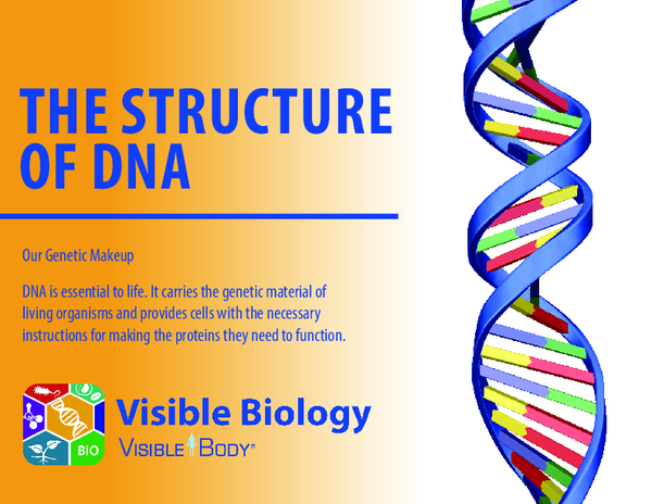 (PDF) The structure of ψ DNA