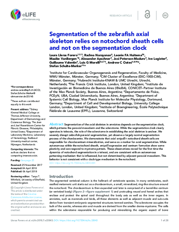 (PDF) Segmentation of the zebrafish axial skeleton relies on notochord sheath cells and not on ...