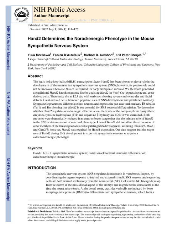 (PDF) Hand2 determines the noradrenergic phenotype in the mouse ...
