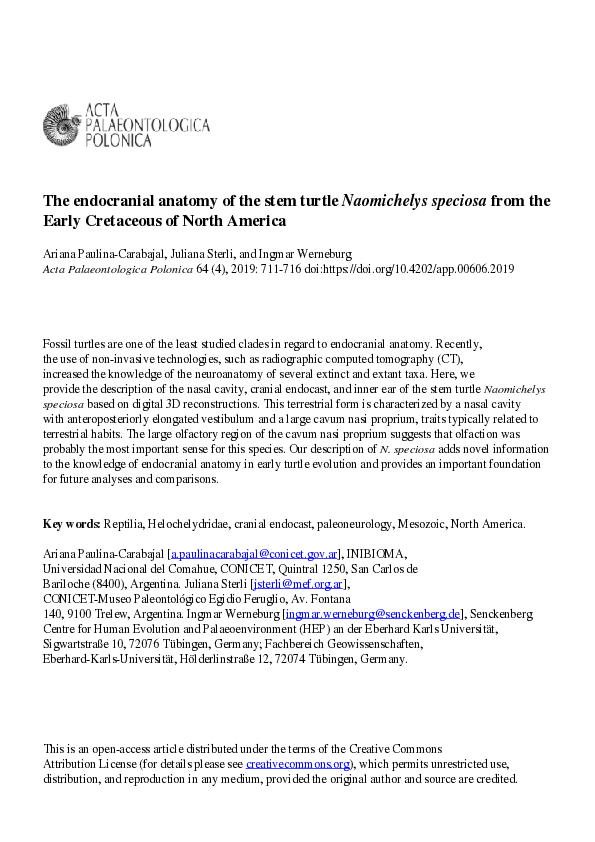 (PDF) The endocranial anatomy of the stem turtle Naomichelys speciosa ...