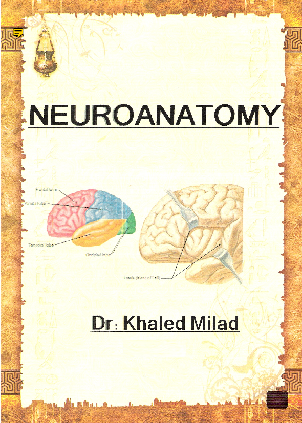 (PDF) Neuroanatomy