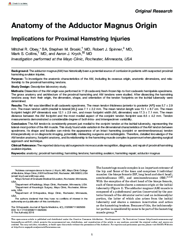 (PDF) Anatomy of the Adductor Magnus Origin