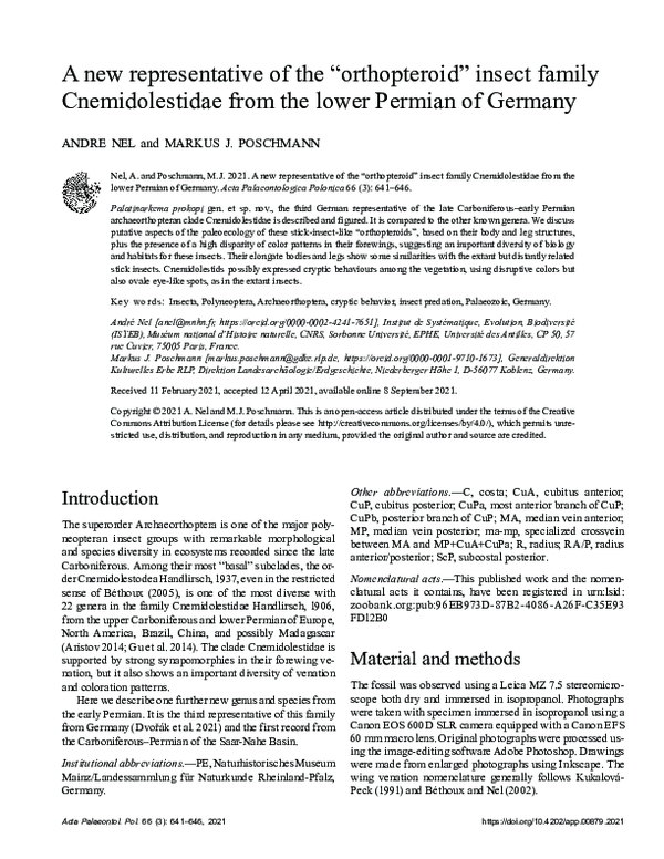 (PDF) A new representative of the ‘orthopteroid’ family Cnemidolestidae ...