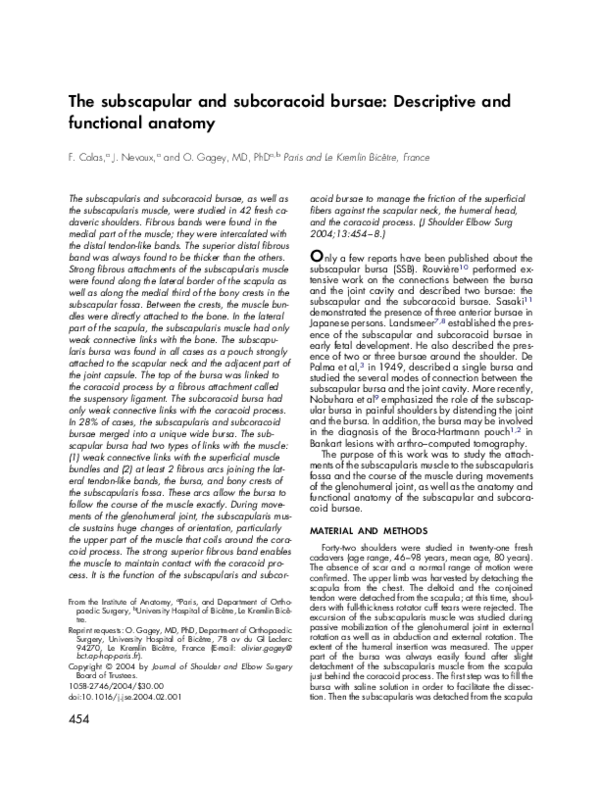 (PDF) The subscapular and subcoracoid bursae: descriptive and ...
