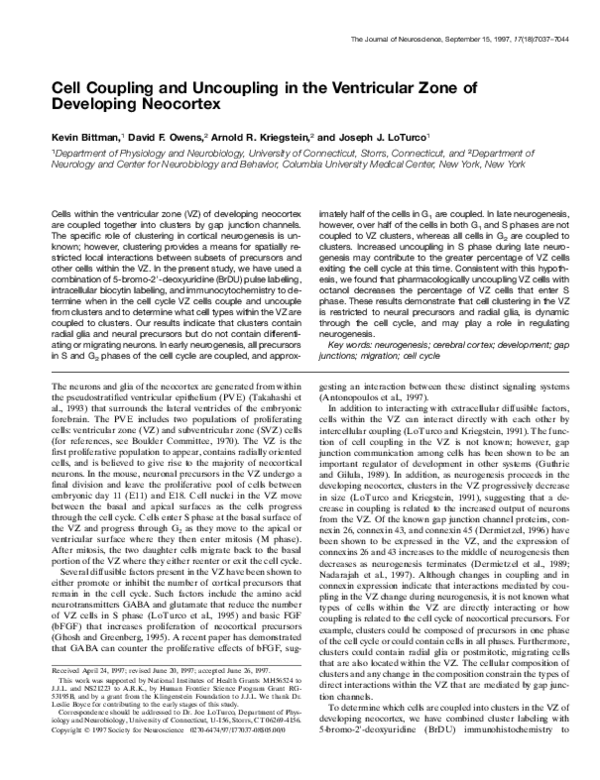 (PDF) Cell Coupling and Uncoupling in the Ventricular Zone of Developing Neocortex