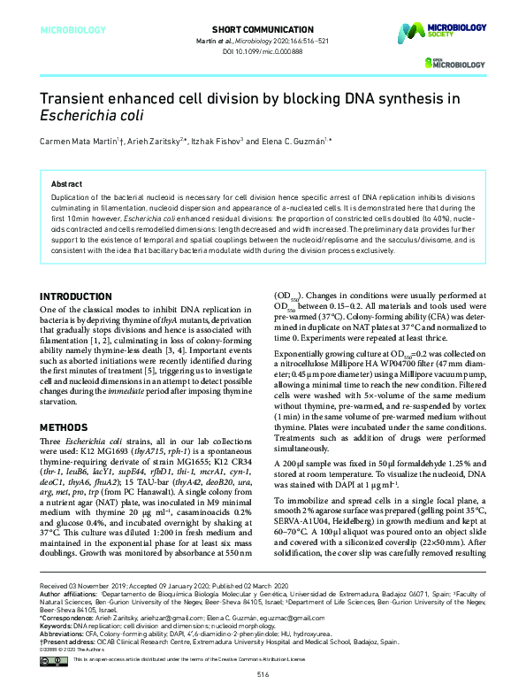 (PDF) Transient enhanced cell division by blocking DNA synthesis in ...