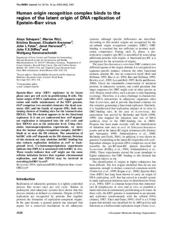 (PDF) Human origin recognition complex binds to the region of the ...