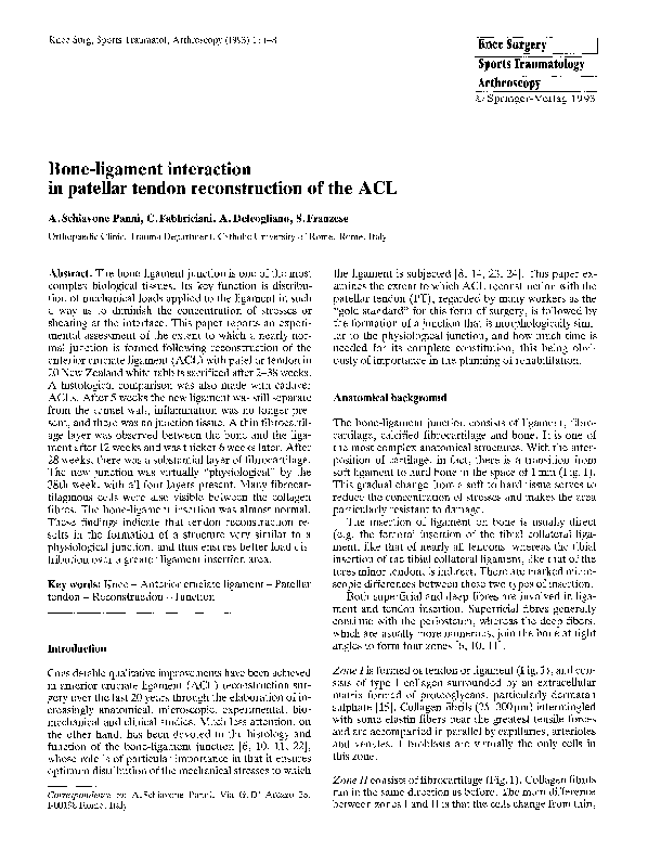 (PDF) Bone-ligament interaction in patellar tendon reconstruction of the ACL