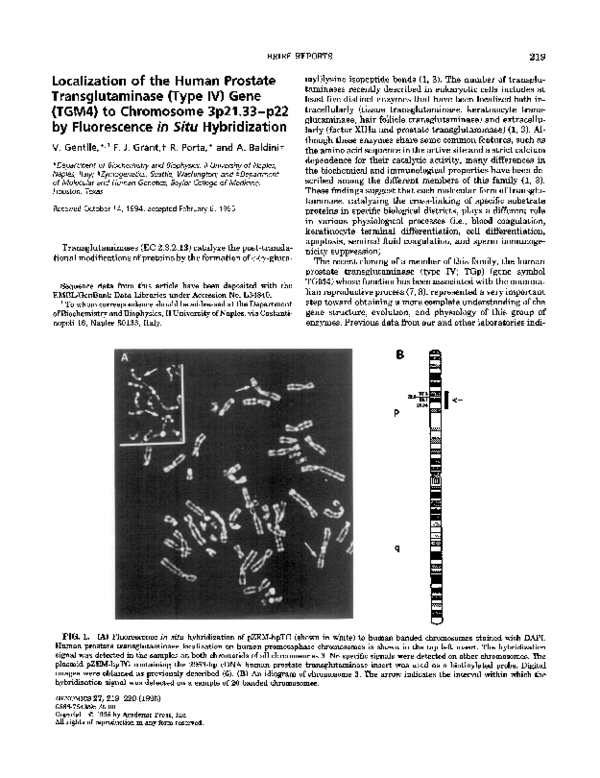 (PDF) Localization of the Human Prostate Transglutaminase (Type IV ...