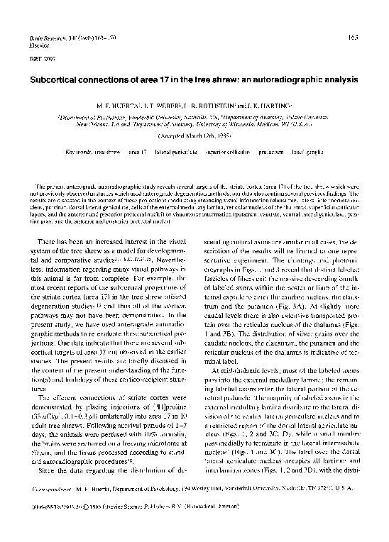 (PDF) Subcortical connections of area 17 in the tree shrew: an ...