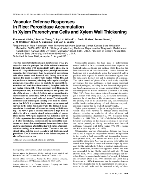 (PDF) Vascular Defense Responses in Rice: Peroxidase Accumulation in ...