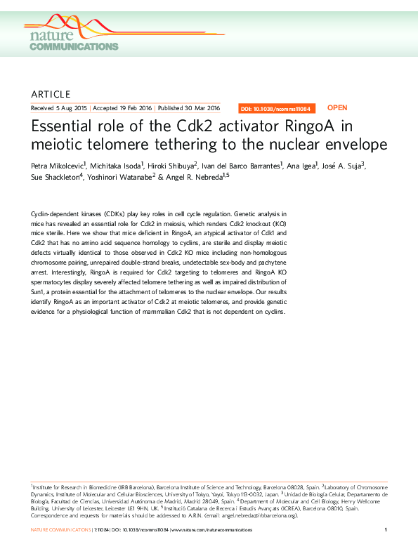 (PDF) Essential role of the Cdk2 activator RingoA in meiotic telomere tethering to the nuclear ...