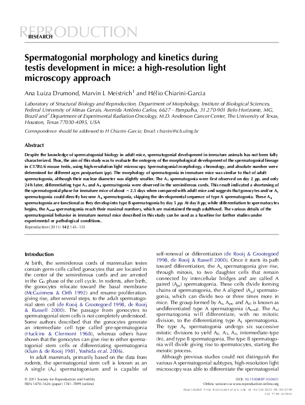 (PDF) Spermatogonial morphology and kinetics during testis development ...