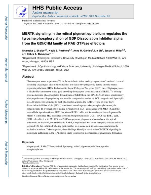 (PDF) MERTK signaling in the retinal pigment epithelium regulates the ...