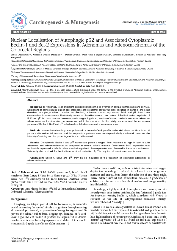 (PDF) Nuclear Localisation of Autophagic p62 and Associated Cytoplasmic ...