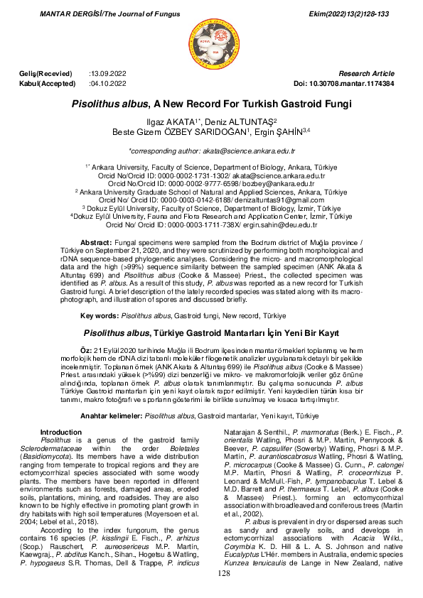 (PDF) Pisolithus albus, Türkiye Gastroid Mantarları İçin Yeni Bir Kayıt