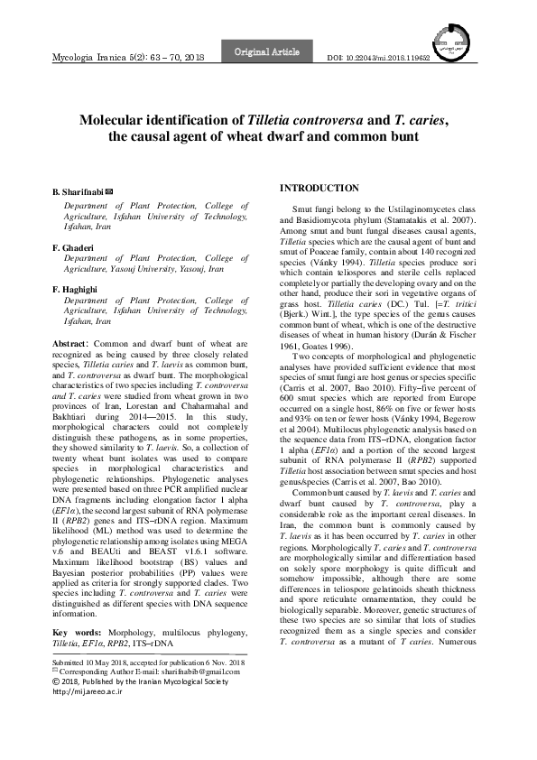 (PDF) Molecular identification of Tilletia controversa and T. caries ...