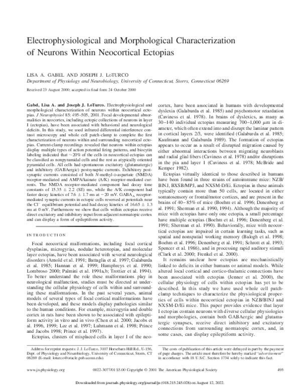 (PDF) Electrophysiological and Morphological Characterization of Neurons Within Neocortical Ectopias