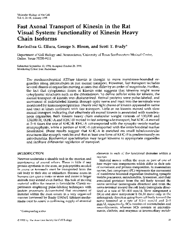 (PDF) Fast axonal transport of kinesin in the rat visual system ...