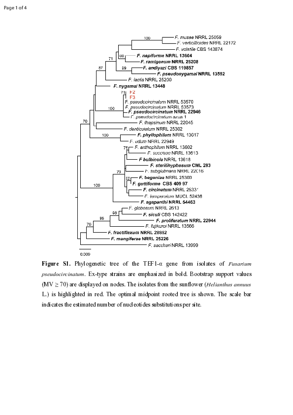 (PDF) Fusarium pseudocircinatum Causing Stunting and Malformation of ...