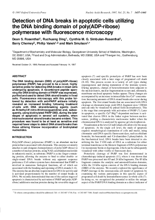 (PDF) Detection of DNA breaks in apoptotic cells utilizing the DNA binding domain of poly(ADP ...