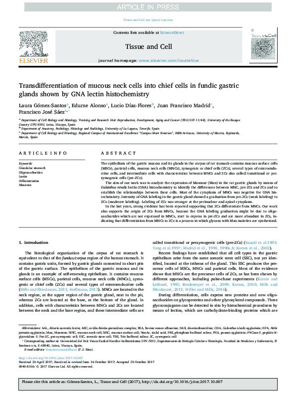 (PDF) Transdifferentiation of mucous neck cells into chief cells in ...