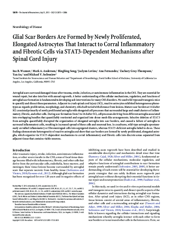 (PDF) Glial Scar Borders Are Formed by Newly Proliferated, Elongated ...