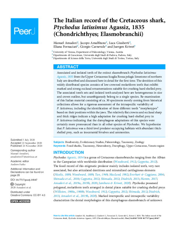 (PDF) The Italian record of the Cretaceous shark, Ptychodus latissimus ...