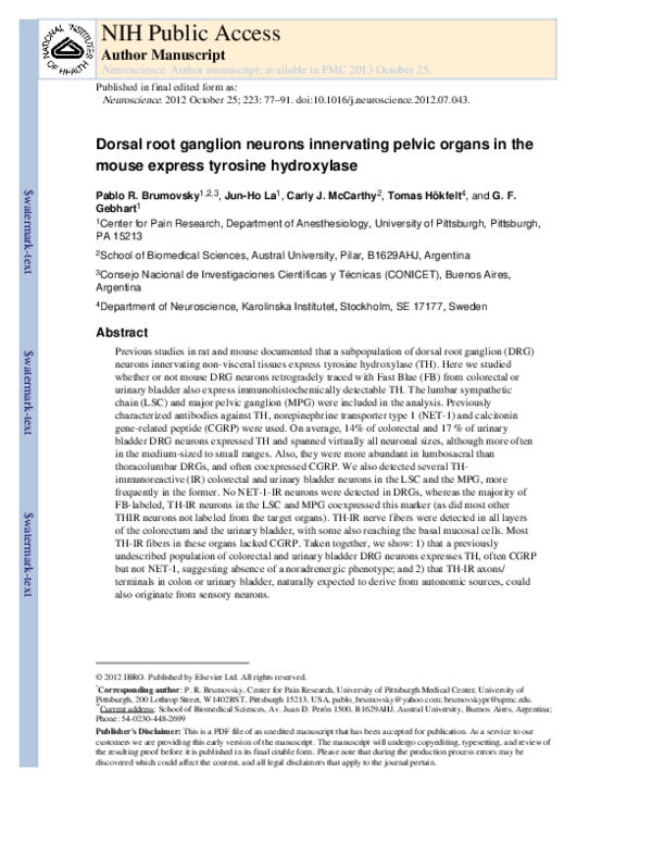 (PDF) Dorsal root ganglion neurons innervating pelvic organs in the ...