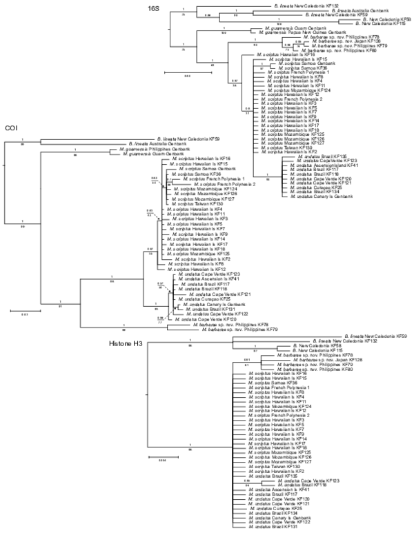 (PDF) Molecular and morphological analyses reveal pseudocryptic ...