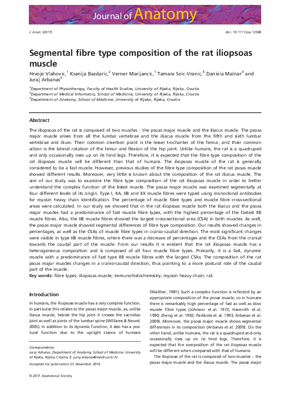 (PDF) Segmental fibre type composition of the rat iliopsoas muscle