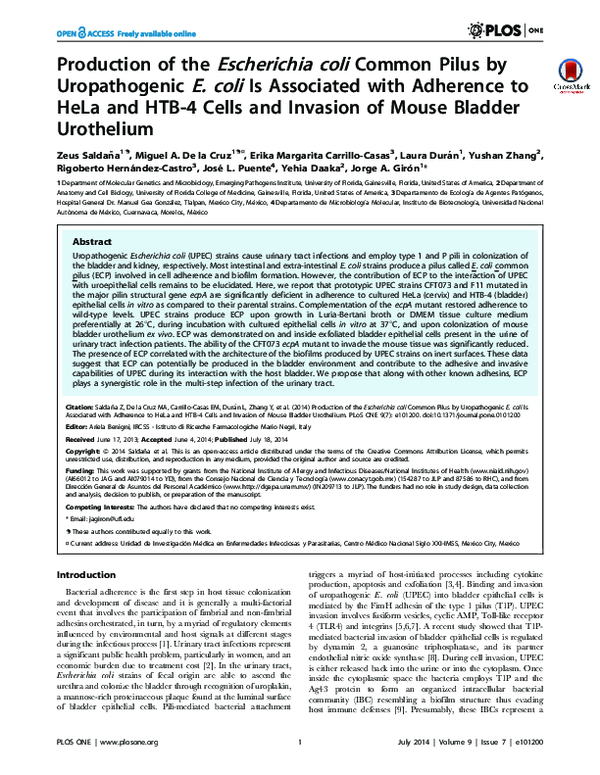 (PDF) Production of the Escherichia coli Common Pilus by Uropathogenic ...
