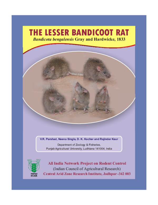 (PDF) THE LESSER BANDICOOT RAT Bandicota bengalensis Gray and Hardwicke ...