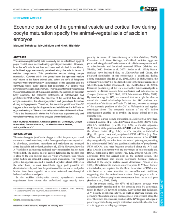 (PDF) Eccentric position of the germinal vesicle and cortical flow ...