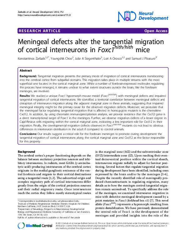 (PDF) Meningeal defects alter the tangential migration of cortical ...